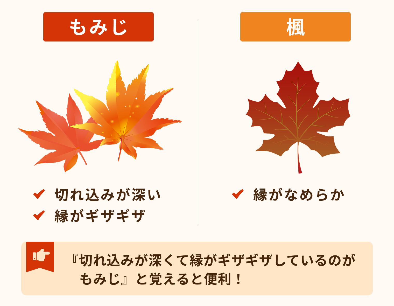 【図解】紅葉と楓の違いとは？見分け方から語源まで徹底解説 | くらひろ